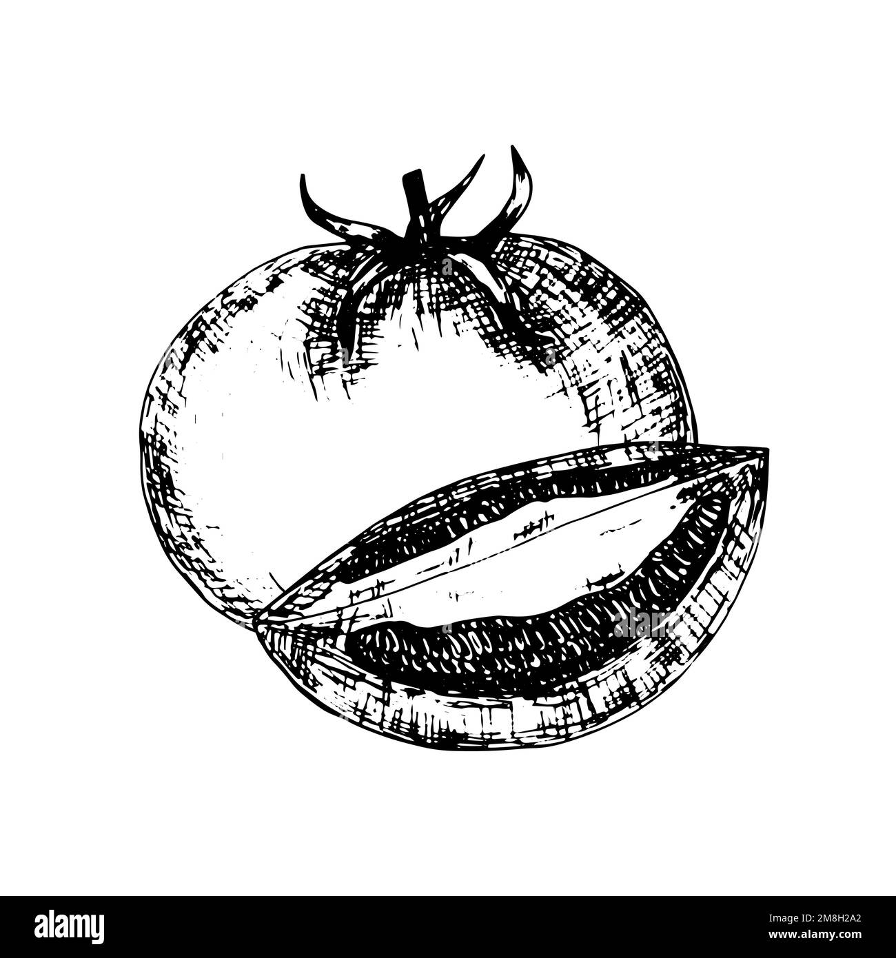 Tomato vector grafic sketch Stock Vector Image & Art - Alamy Tomato vector grafic sketch Stock Vector Image & Art - Alamy