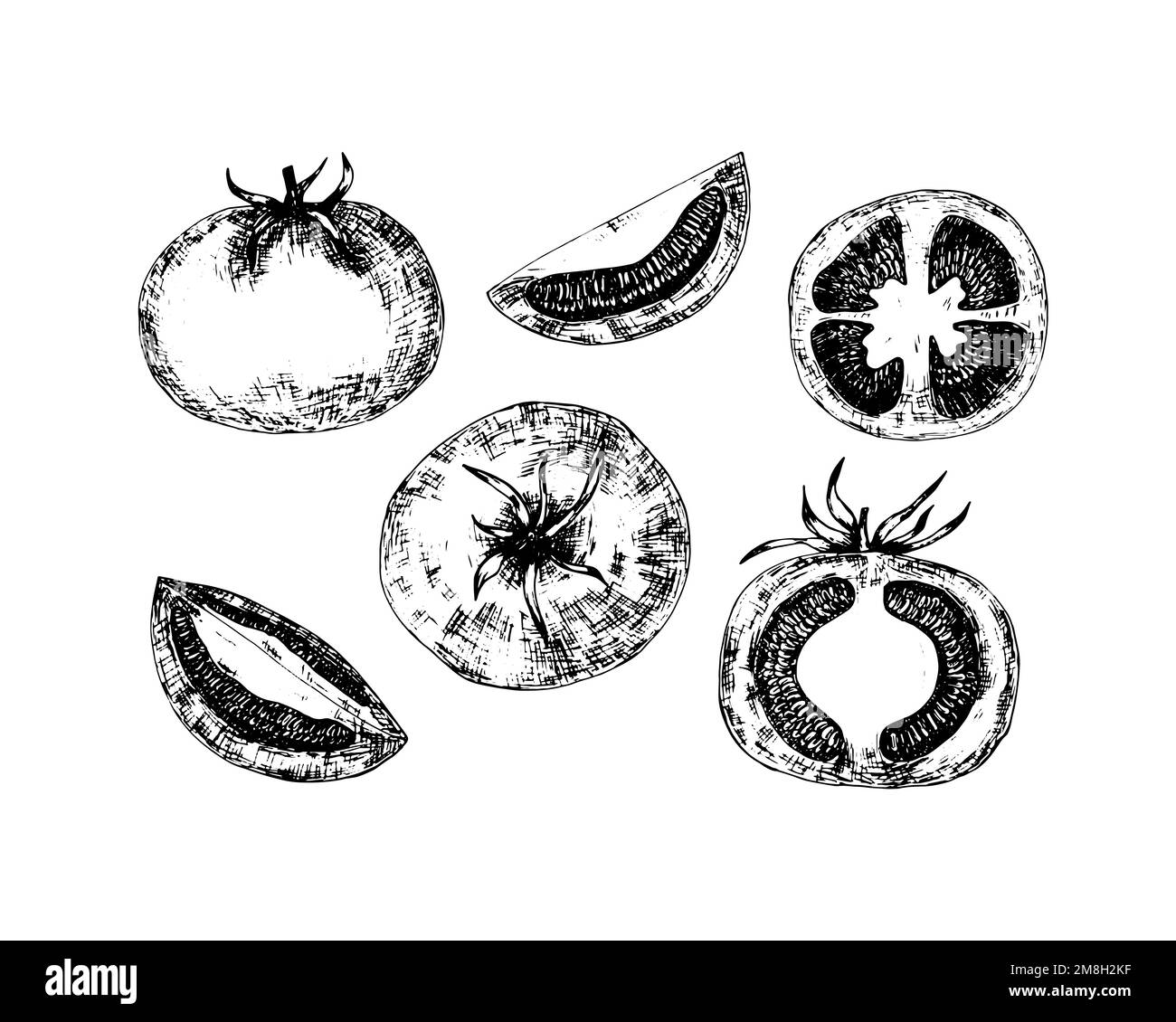 Tomato vector graphic sketch Stock Vector Image & Art - Alamy Tomato vector graphic sketch Stock Vector Image & Art - Alamy