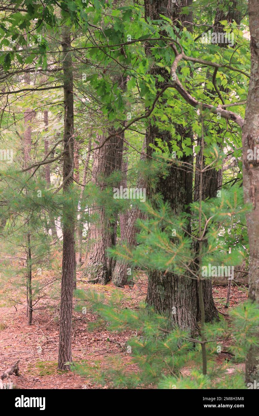 Summer meadow overgrown with lots of leafy plants Stock Photo - Alamy