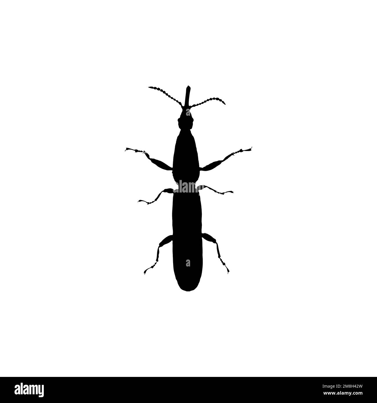 T moth Stock Vector Images - Alamy