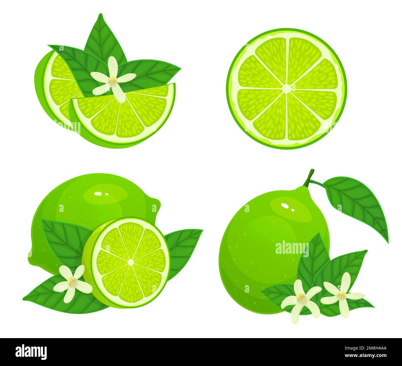 Cartoon lime. Fresh whole, half and part citrus. Organic fruit with ...