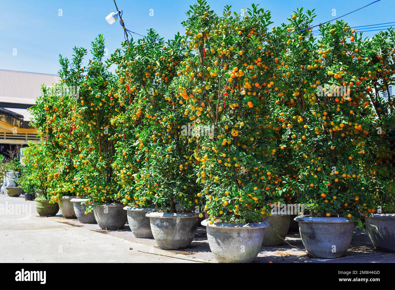 Vietnam tet tree hi-res stock photography and images - Alamy