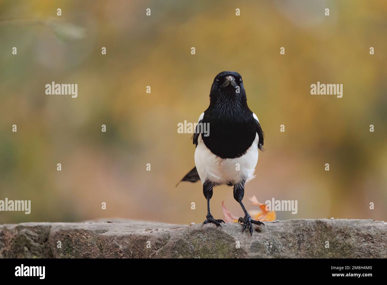 A closeup of a magpie perched on a stone against the blurred green ...