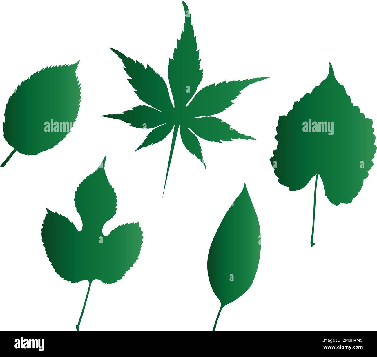Maple leaf botanical illustration Stock Vector Images - Alamy