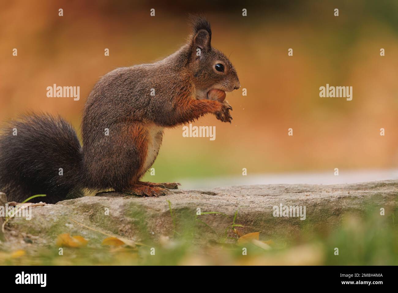 A closeup of a common Red squirrel with a hazelnut in its mouth Stock ...