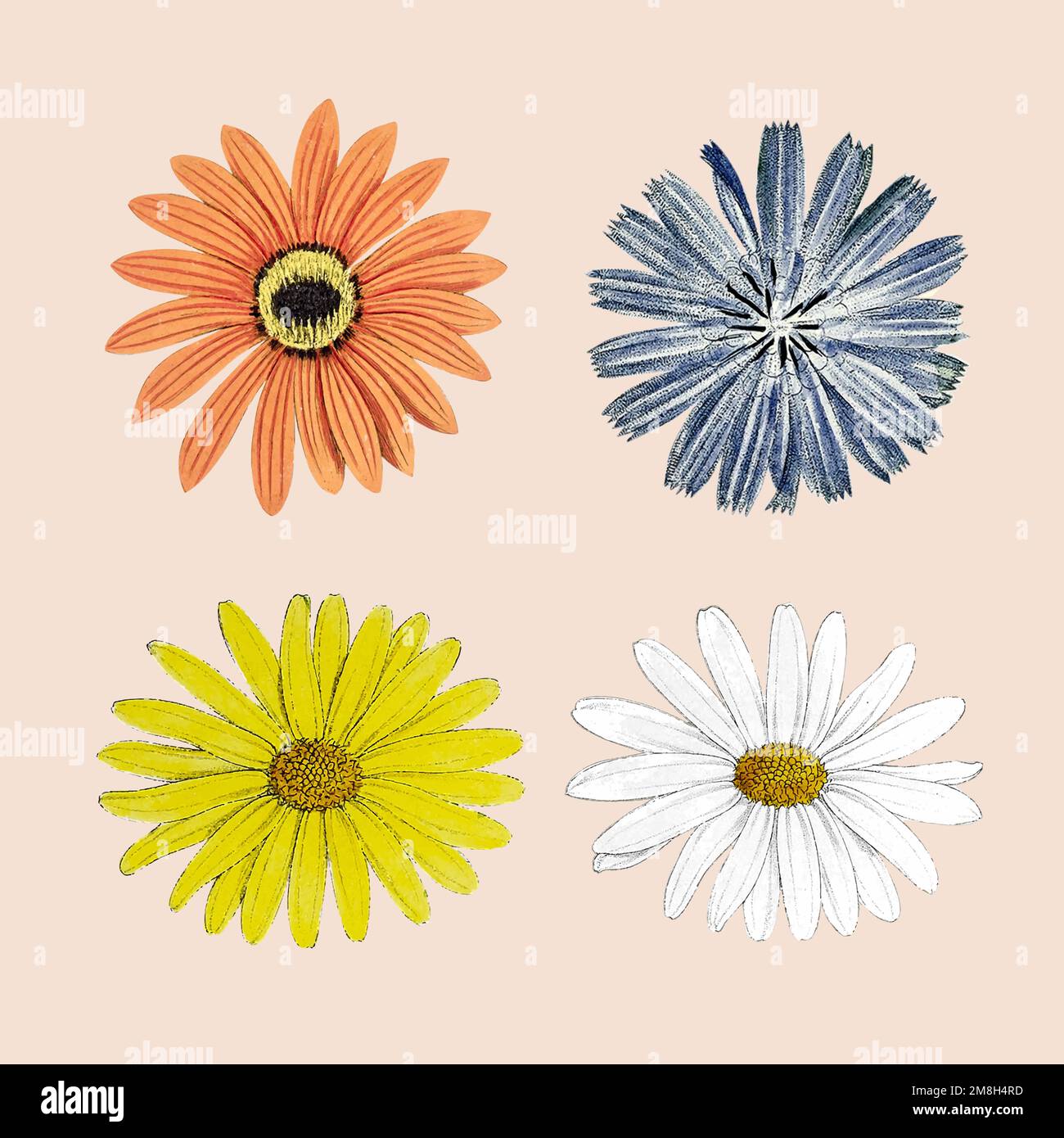 Mixed flower Stock Vector Images - Alamy