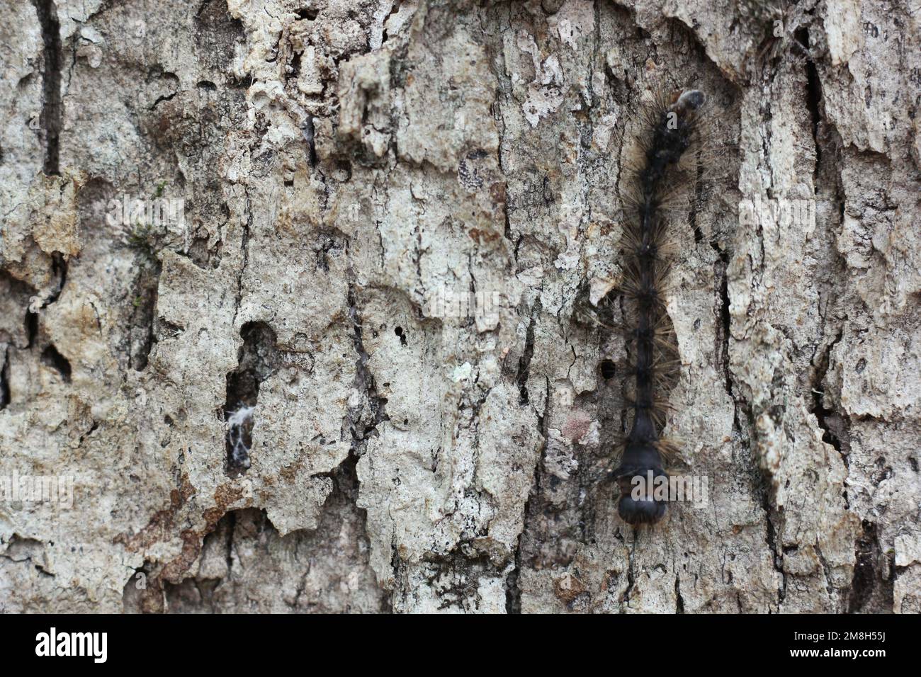A brown furry and fuzzy worm camouflaged on a tree trunk Stock Photo ...
