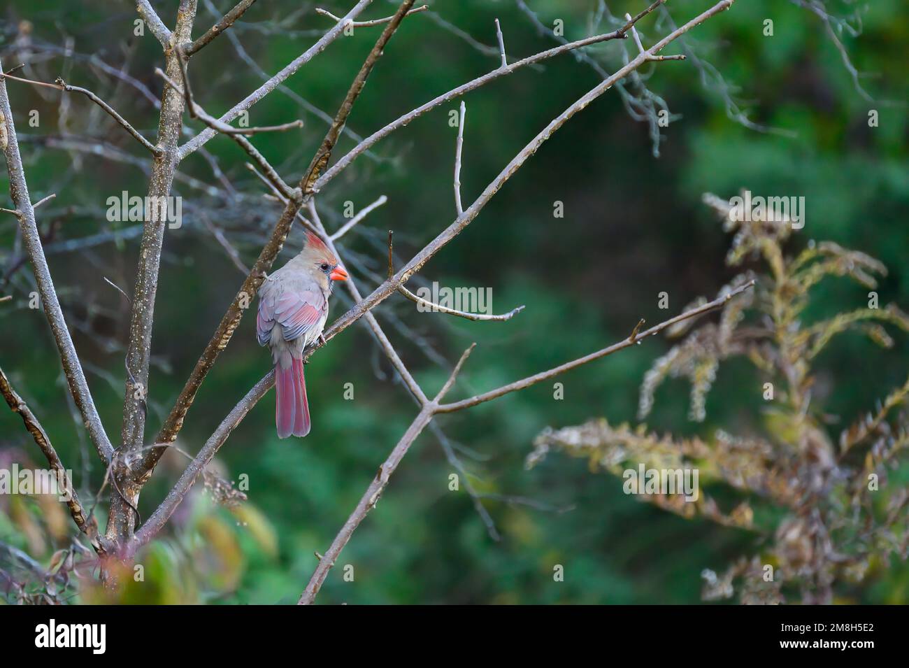 A male Cardinal perching on tree branch Stock Photo - Alamy