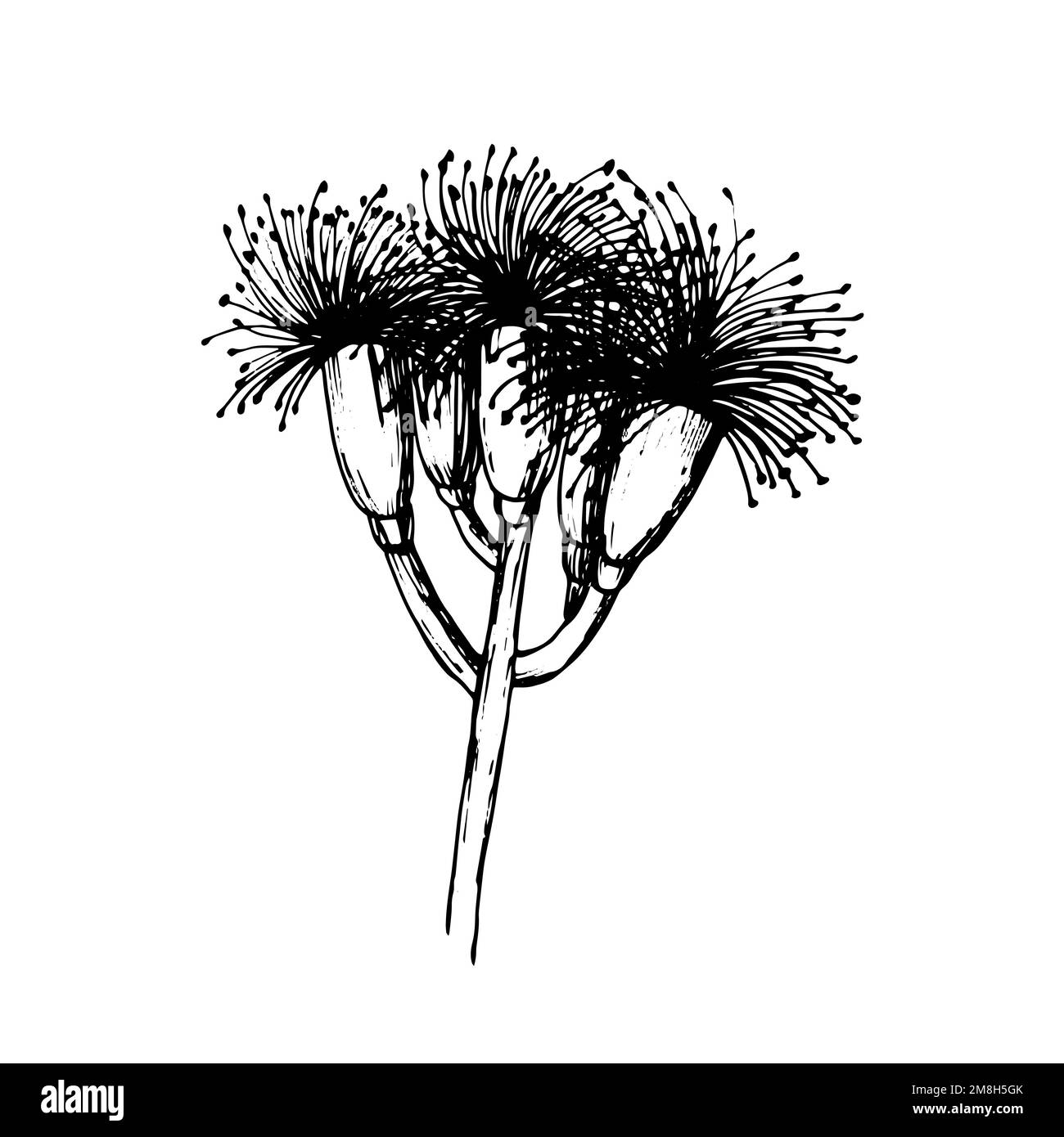 Tree clove buds Cut Out Stock Images & Pictures - Alamy