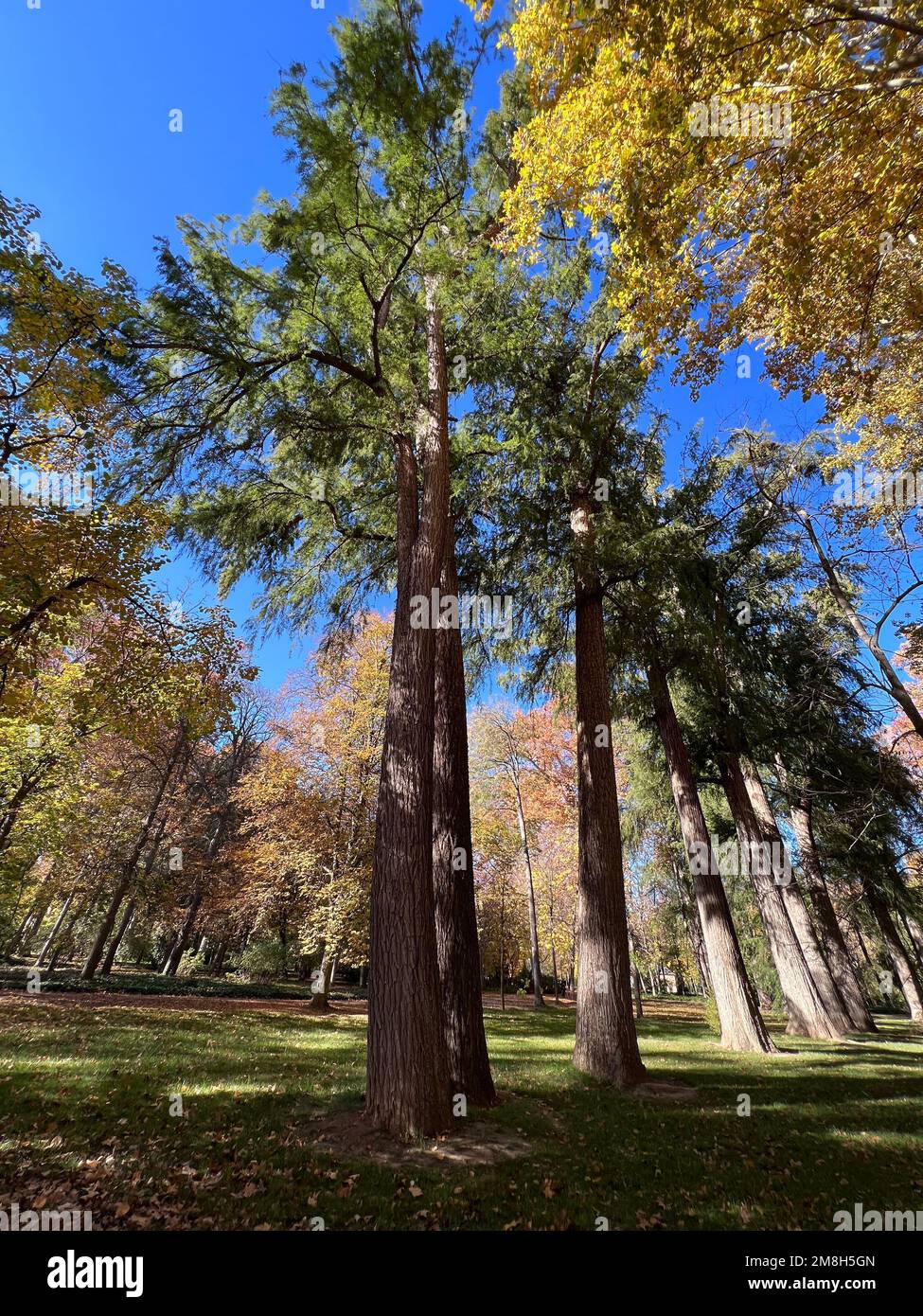 redwood forest in autumn Stock Photo - Alamy