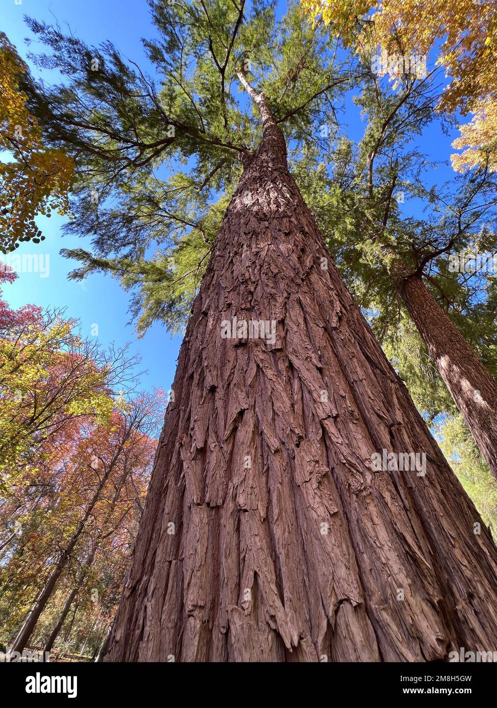 redwood forest in autumn Stock Photo - Alamy
