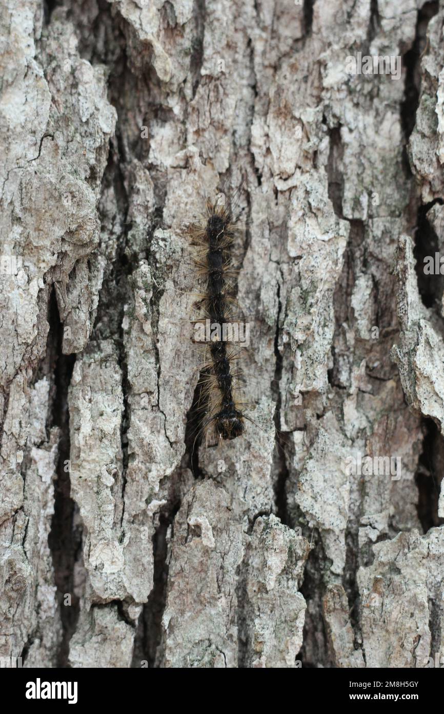 A brown furry and fuzzy worm camouflaged on a tree trunk Stock Photo ...