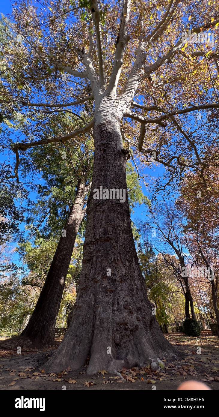 redwood forest in autumn Stock Photo - Alamy