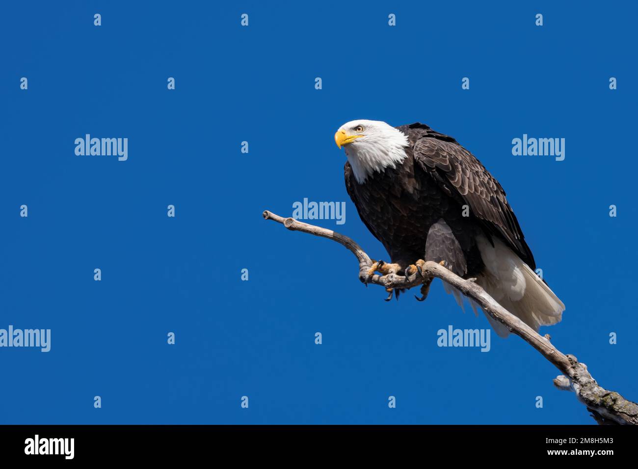 American Bald Eagle On Branch Stock Photo - Alamy