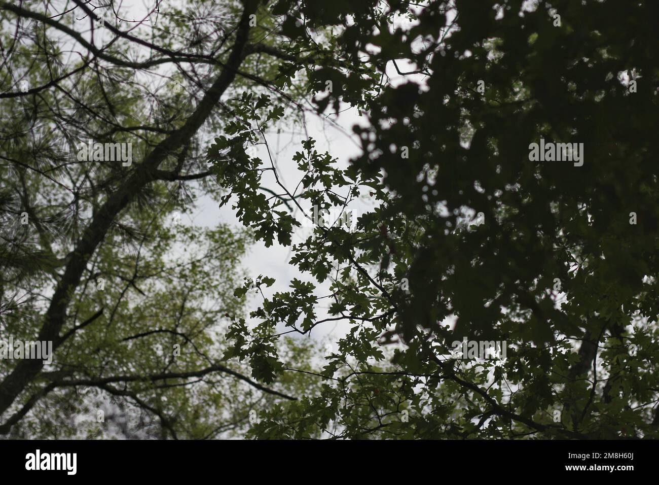 Summer meadow overgrown with lots of leafy plants Stock Photo - Alamy