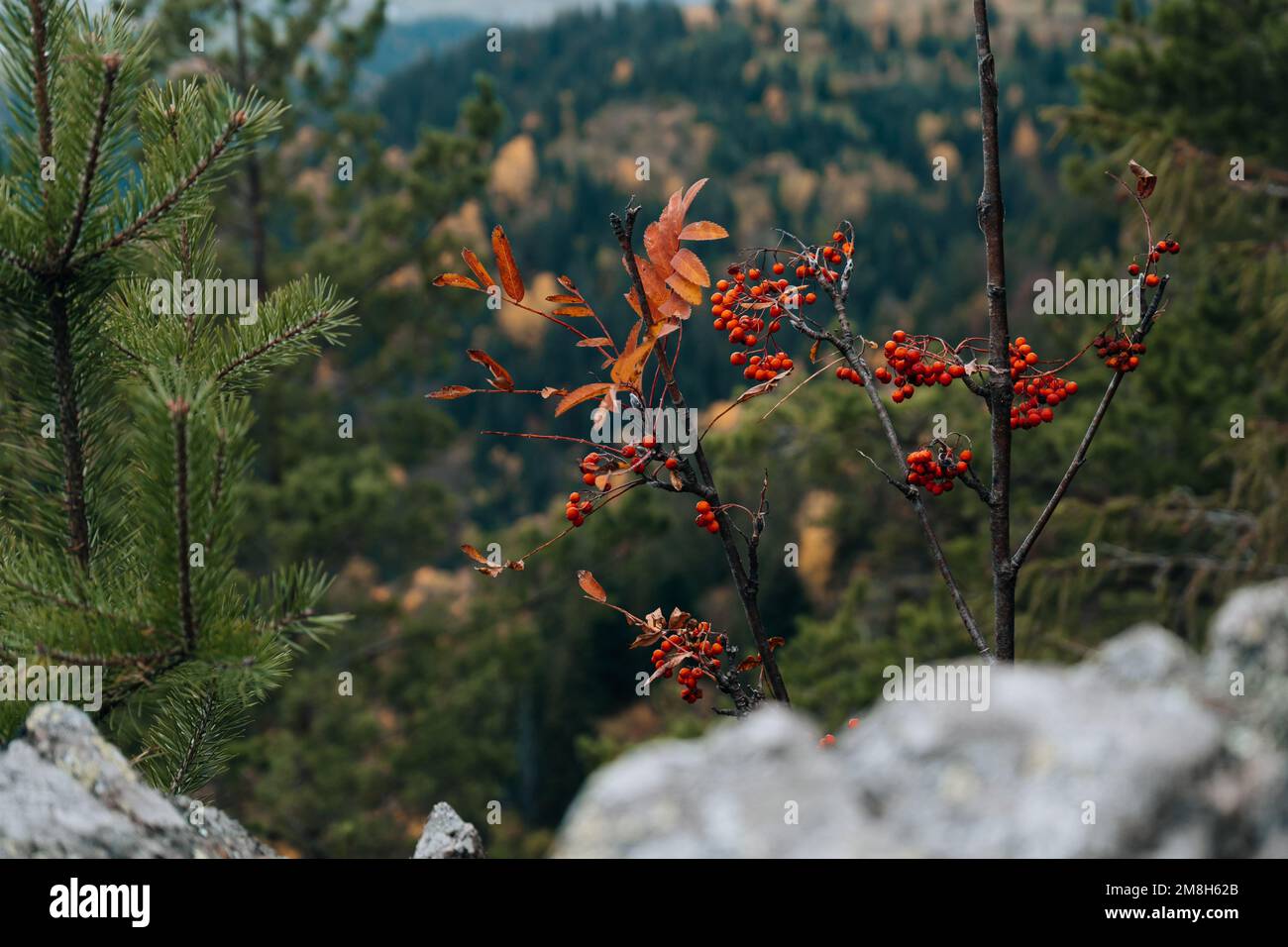 The Mountain-ash berries on the tree with mountains and forests in the ...