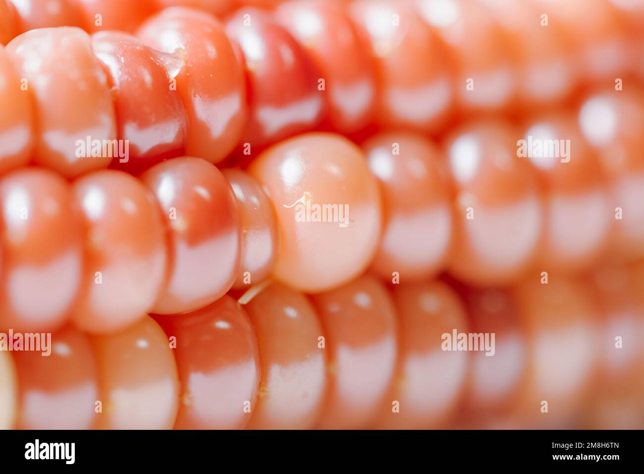 Delicious boiled waxy corn food served on the table Stock Photo - Alamy