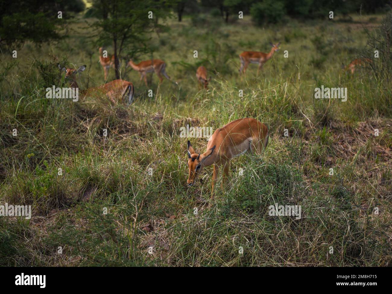 Antelope eating grass with herd in Serengeti National Park Stock Photo ...
