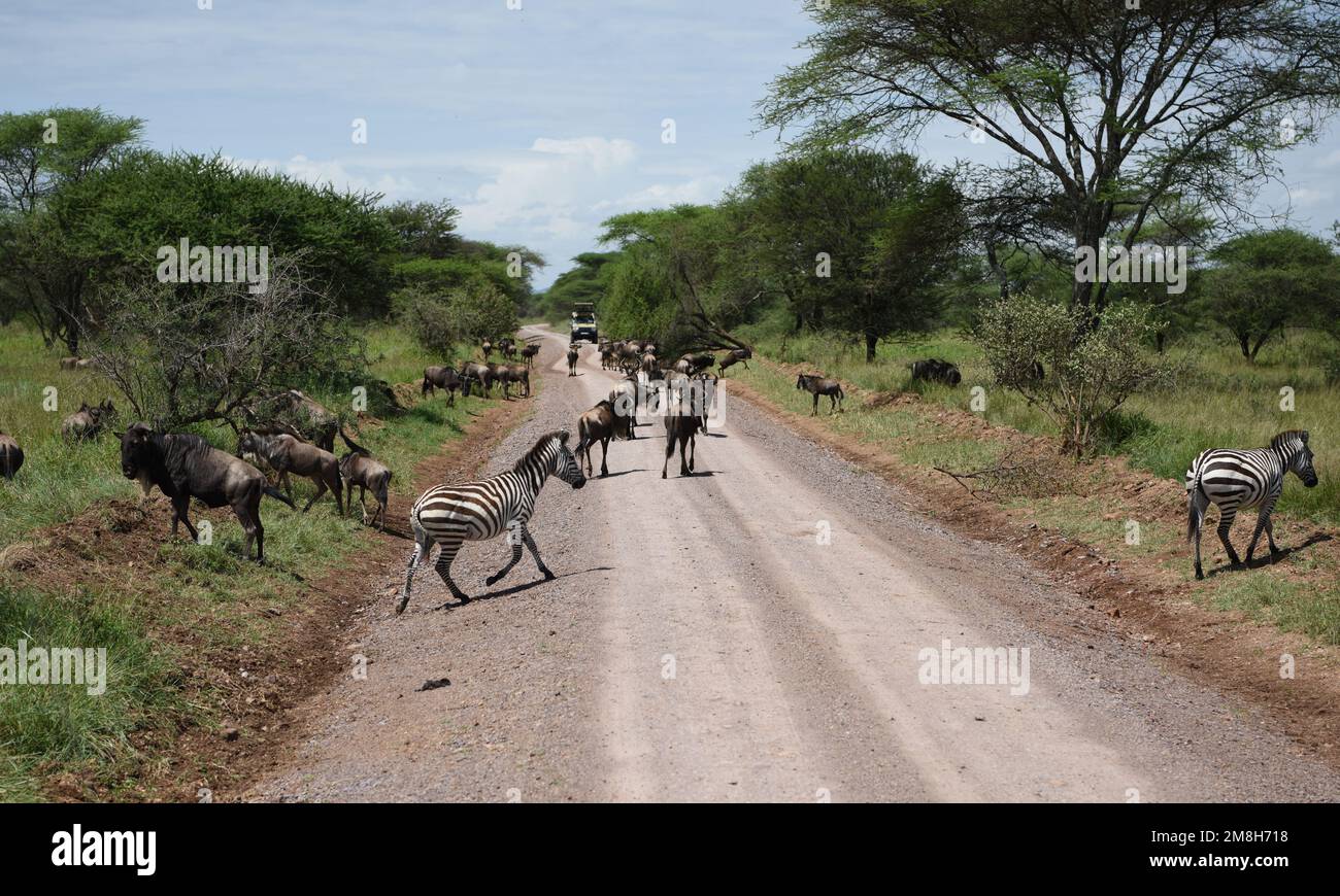 Zebras running on grasslands in Serengeti National Park Stock Photo - Alamy