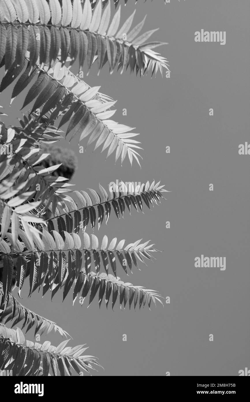 Leafy palm trees growing against the clear sky in a black and white ...