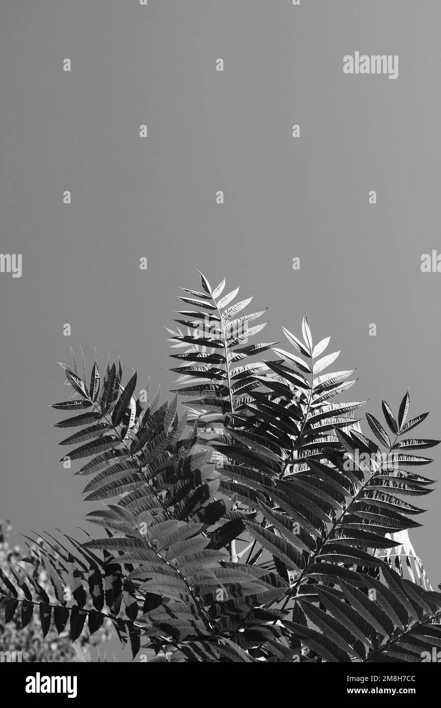 Leafy palm trees growing against the clear sky in a black and white ...