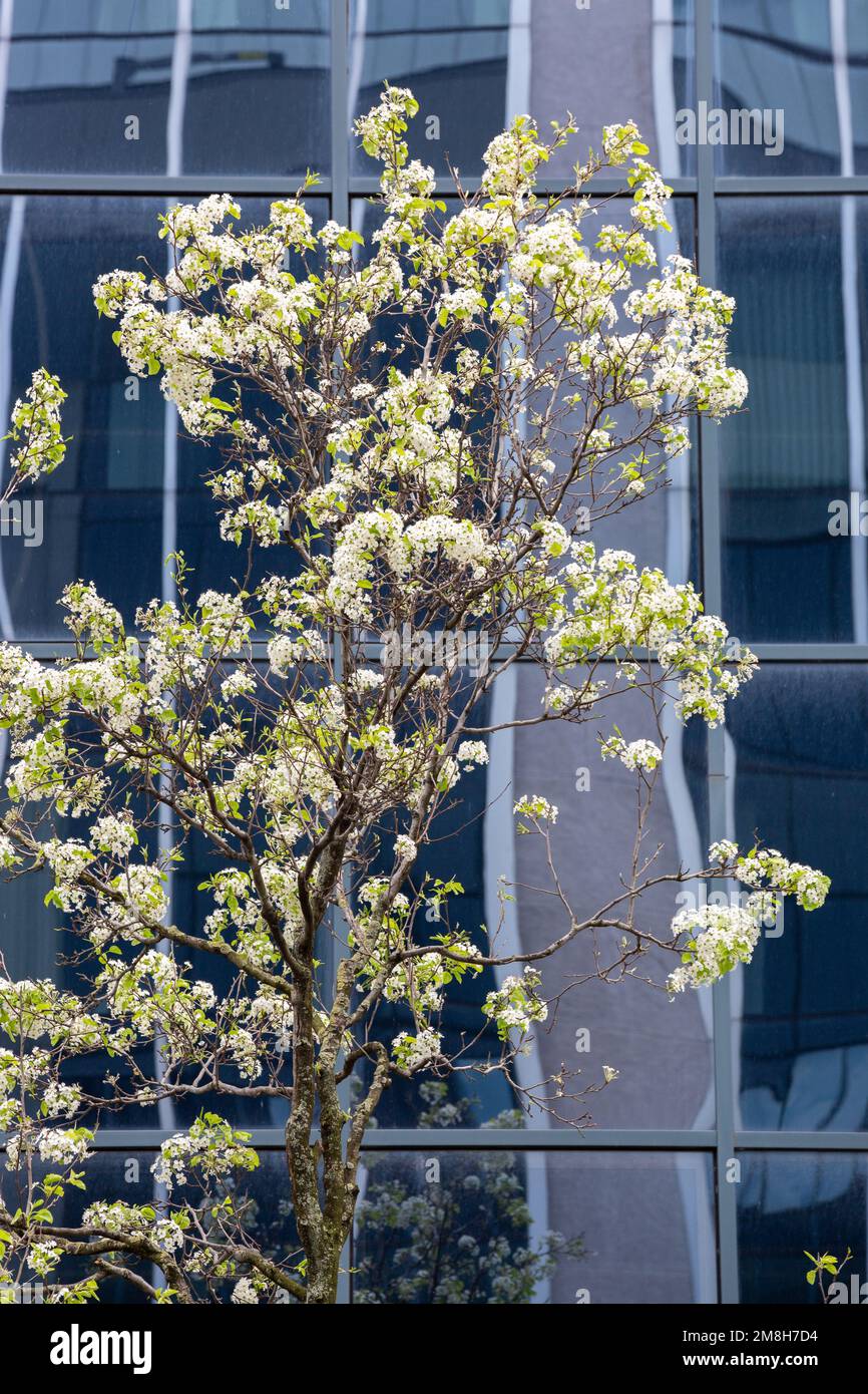 Tree reflection glass hi-res stock photography and images - Alamy
