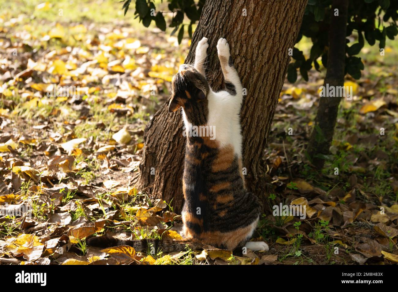 Mongrel cat sharpening its claws on a tree trunk Stock Photo - Alamy