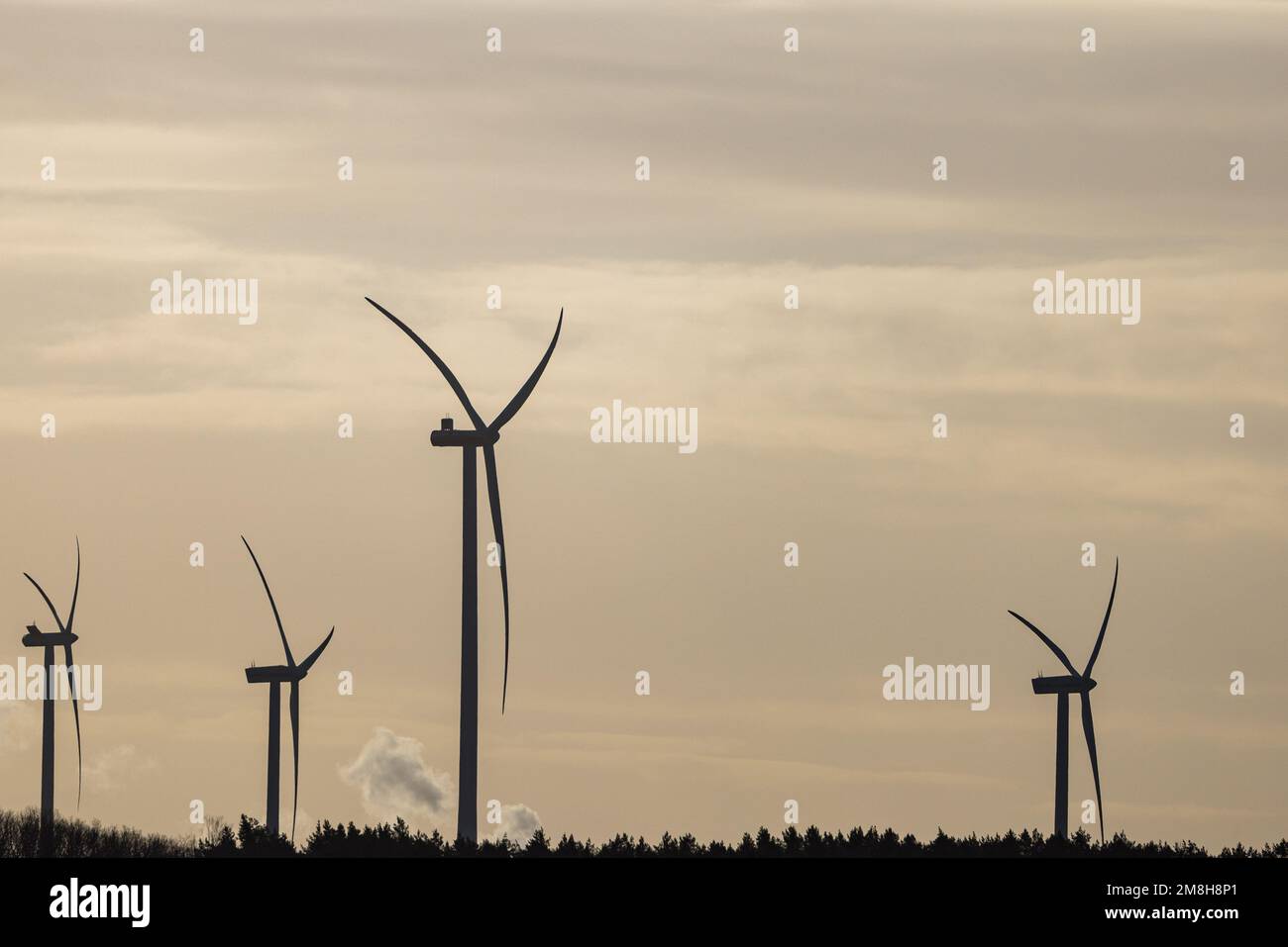 Leuthen, Germany. 14th Jan, 2023. Wind turbines standing motionless can ...