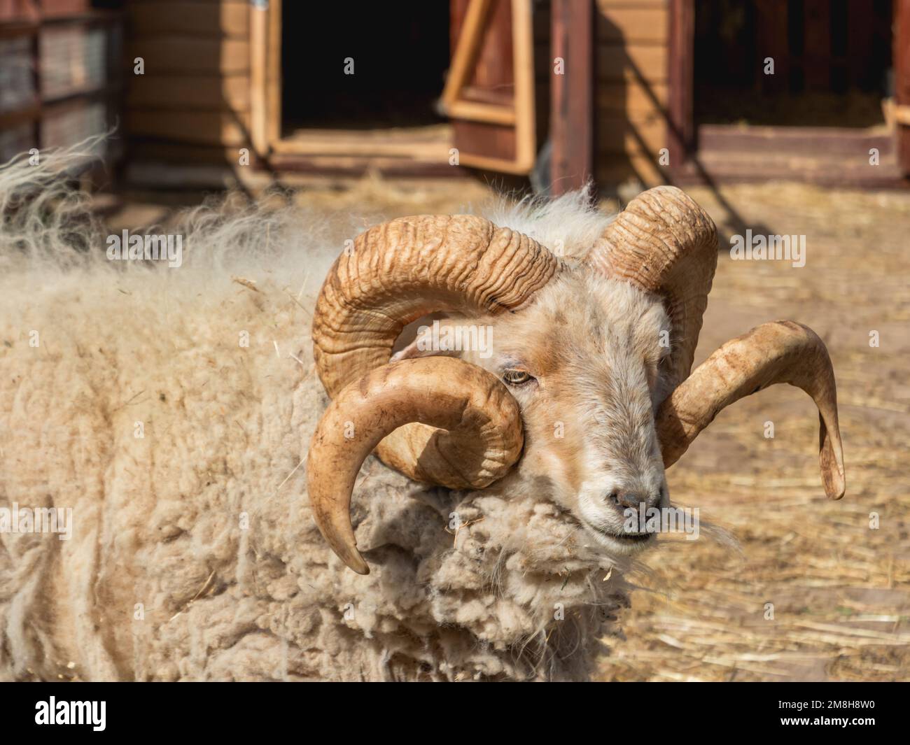 Portrait of male mini sheep or Ovis aries. Furry farm animal in paddock ...