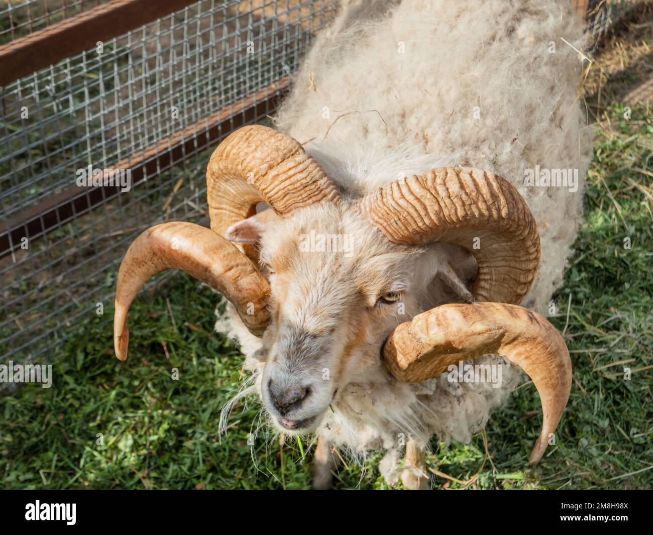 Portrait of male mini sheep or Ovis aries. Furry farm animal in paddock ...