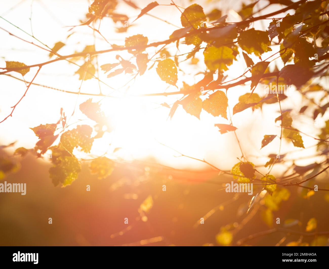 Birch tree with last leaves. Autumn background. Orange sunset at fall ...
