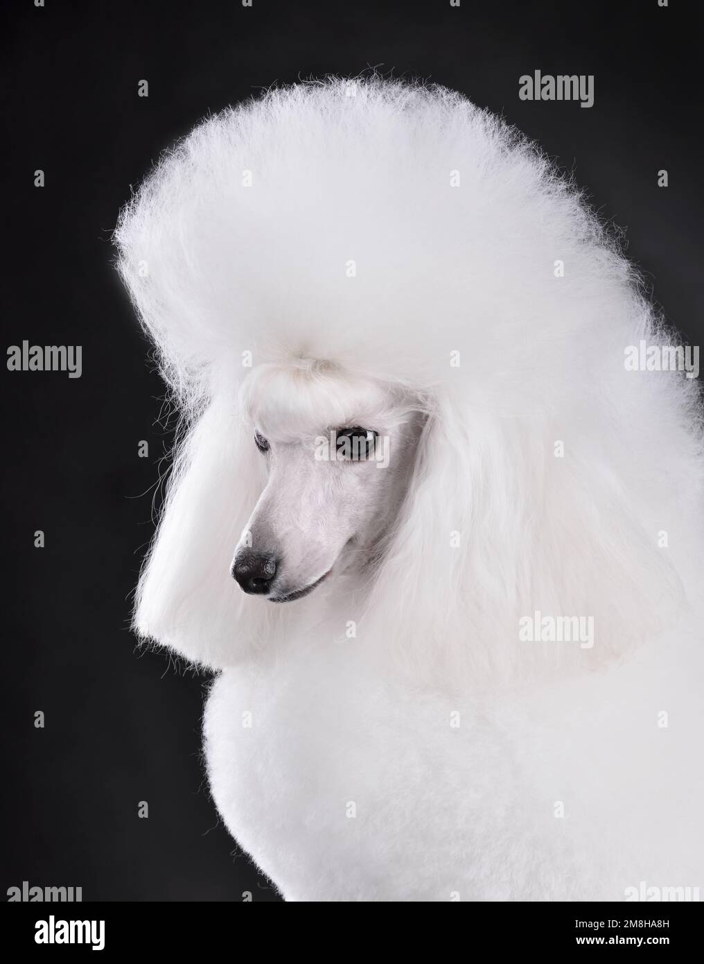 Portrait of beautiful white toy poodle on a black background Stock ...
