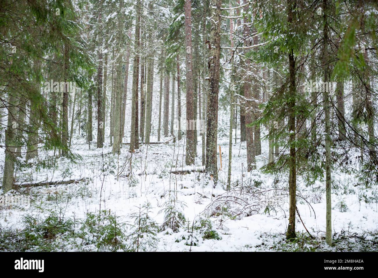A landscape view in winter with snowy ground and grass seen through ...