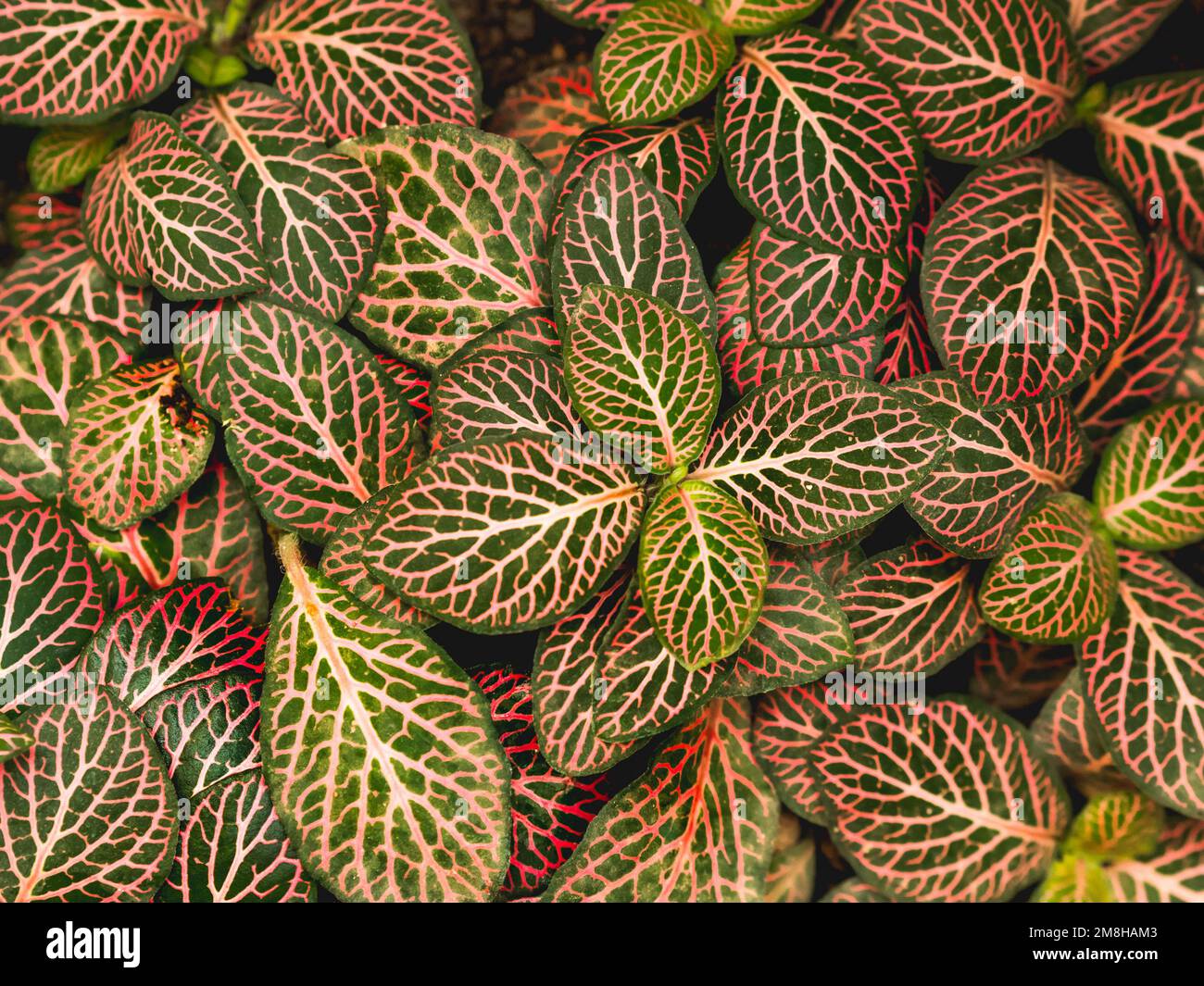 Full frame of Fittonia or nerve plant. natural background of plant with ...