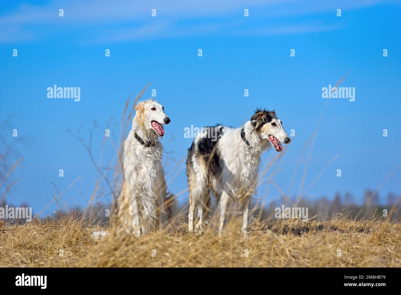 Two beautiful russian borzoi dogs on autumn field background over blue ...