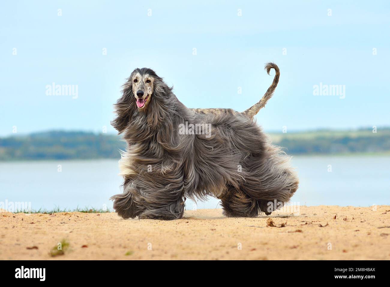Beautiful fully coated Afghan Hound running on the sandy beach over ...