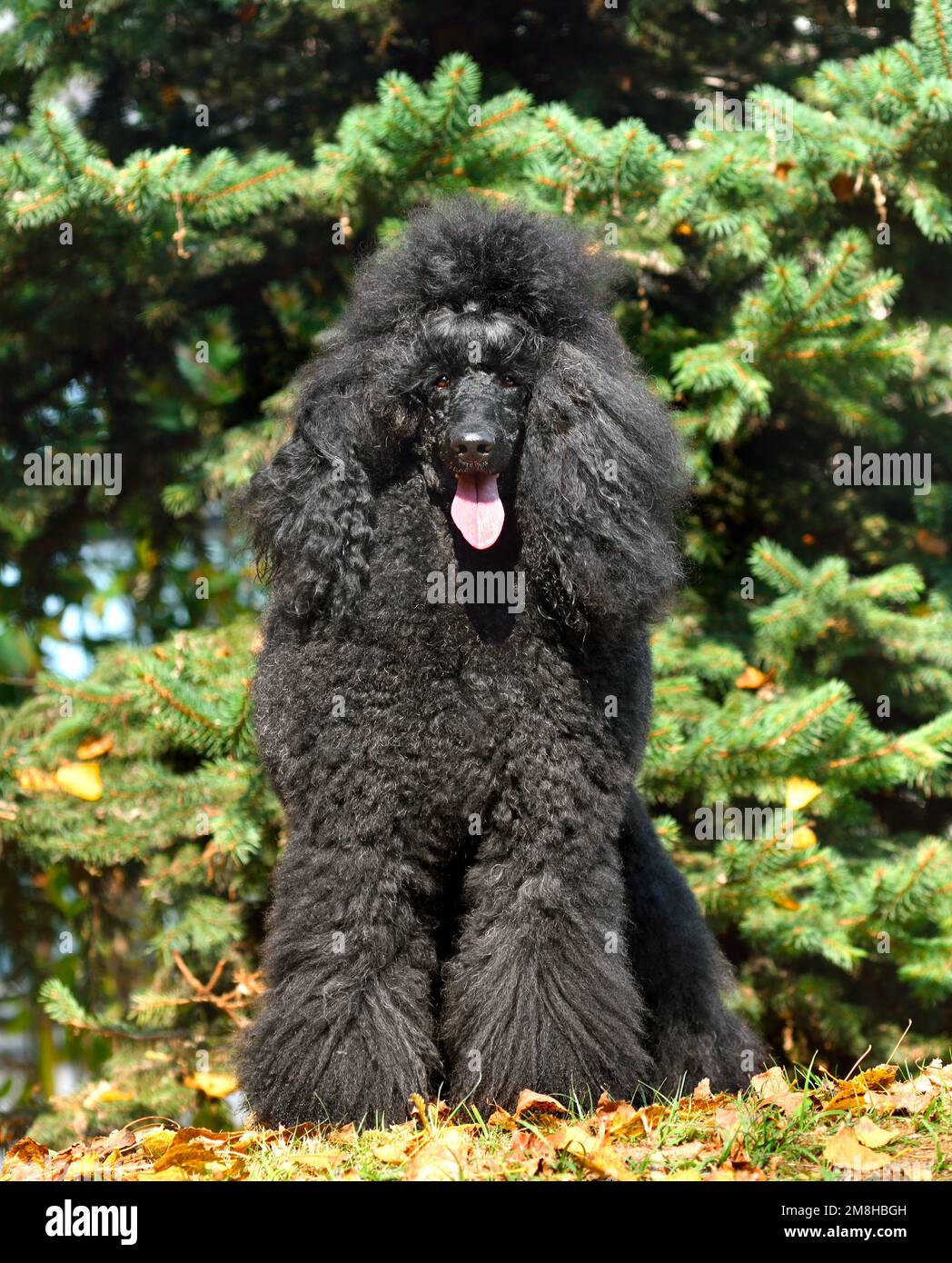 Standart black poodle sitting on a gneen outdoor background Stock Photo ...