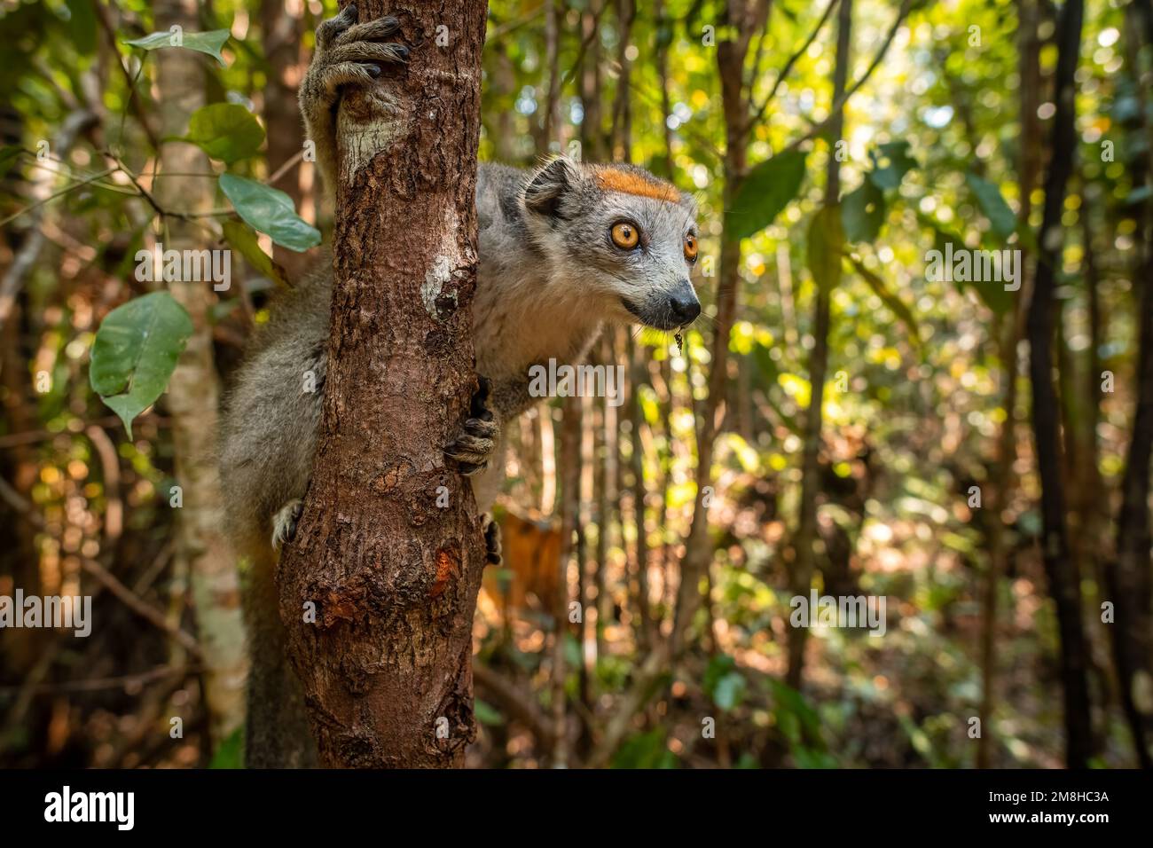 Crowned Lemur - Eulemur coronatus, beautiful colored primate from North ...