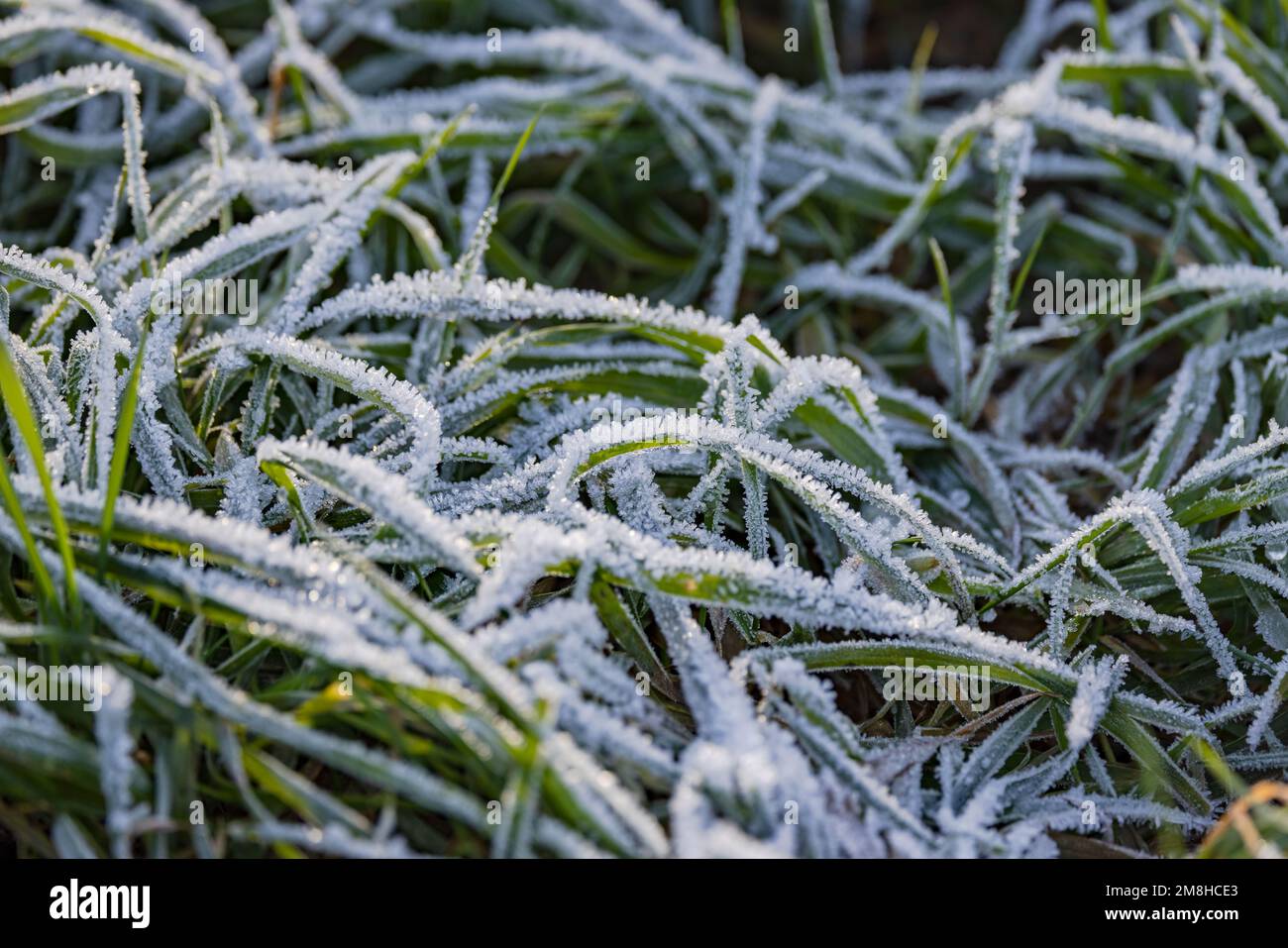 Iced and frozen leaves grass with prominent ice crystals exposed in ...