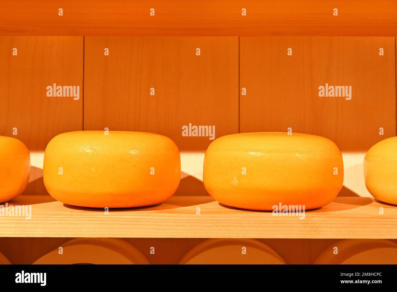 Large round mature Dutch Edam cheeses on wooden shelves. No people ...