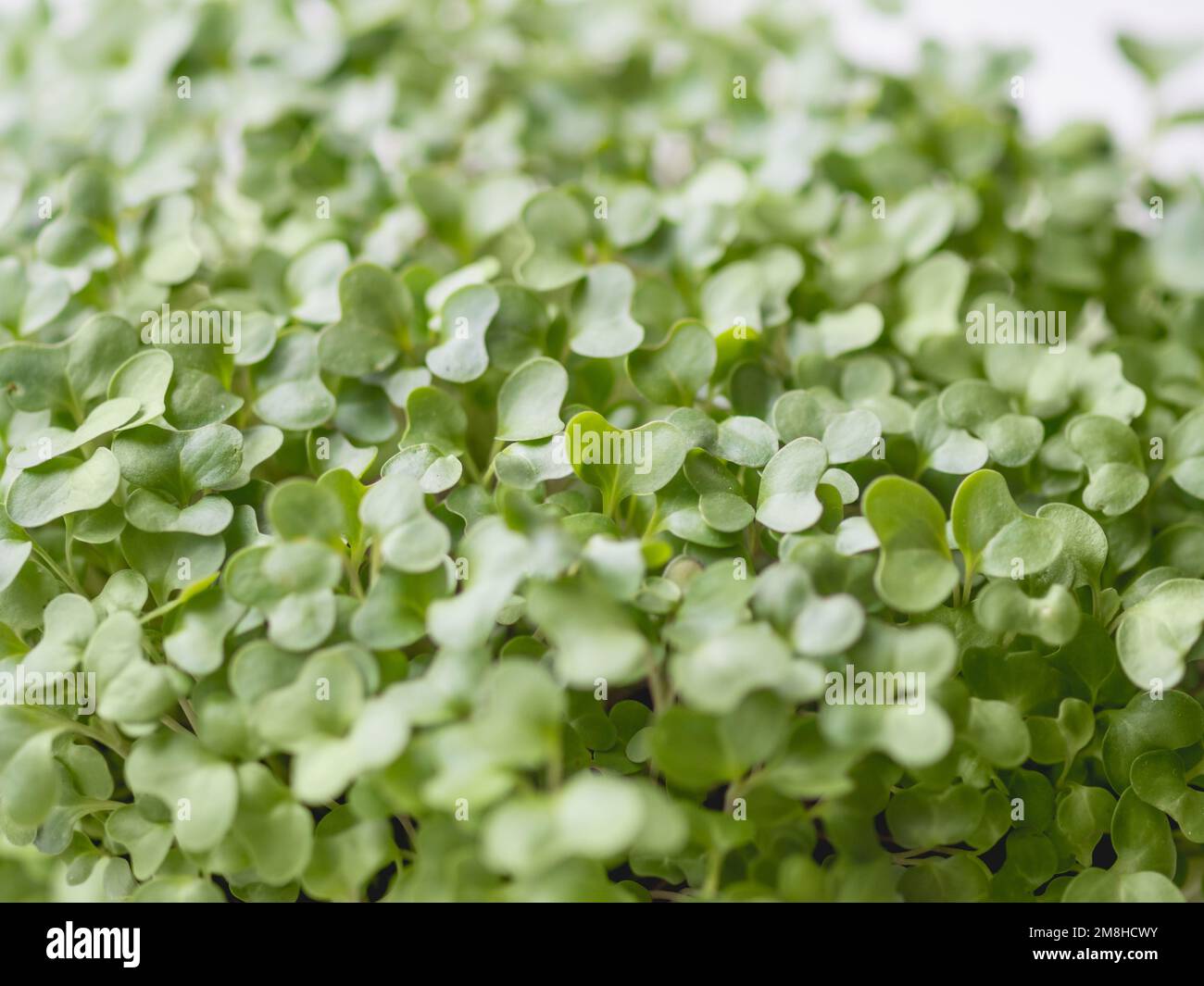 Micro Photography Plants