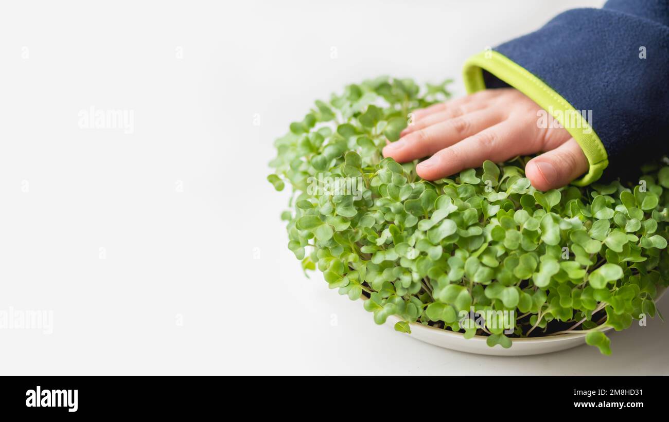 Little kid is touching micro greens. Growing micro plants at home for ...