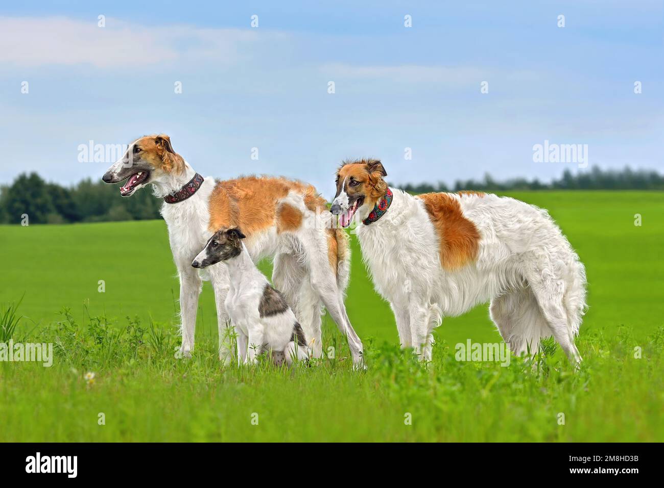 Three russian borzoi dogs standing on green field background Stock ...