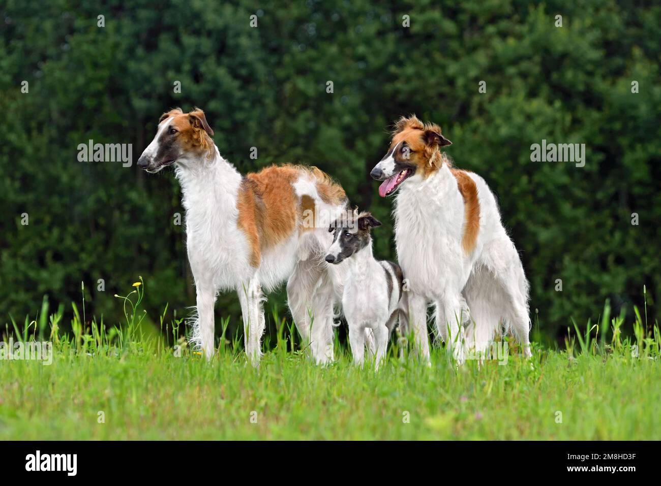 Family of three russian borzoi dogs standing on green field background ...