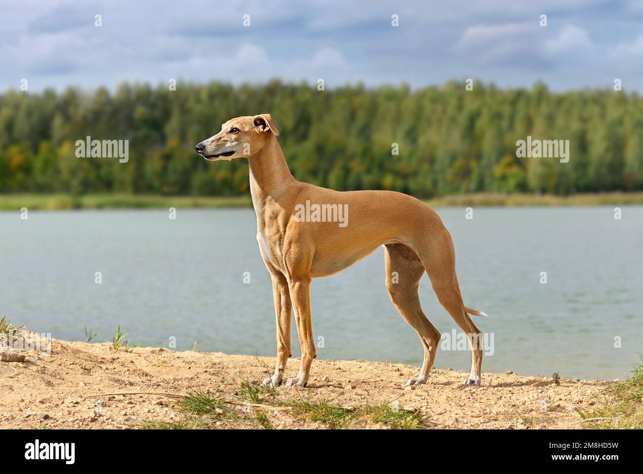 English whippet hi-res stock photography and images - Alamy