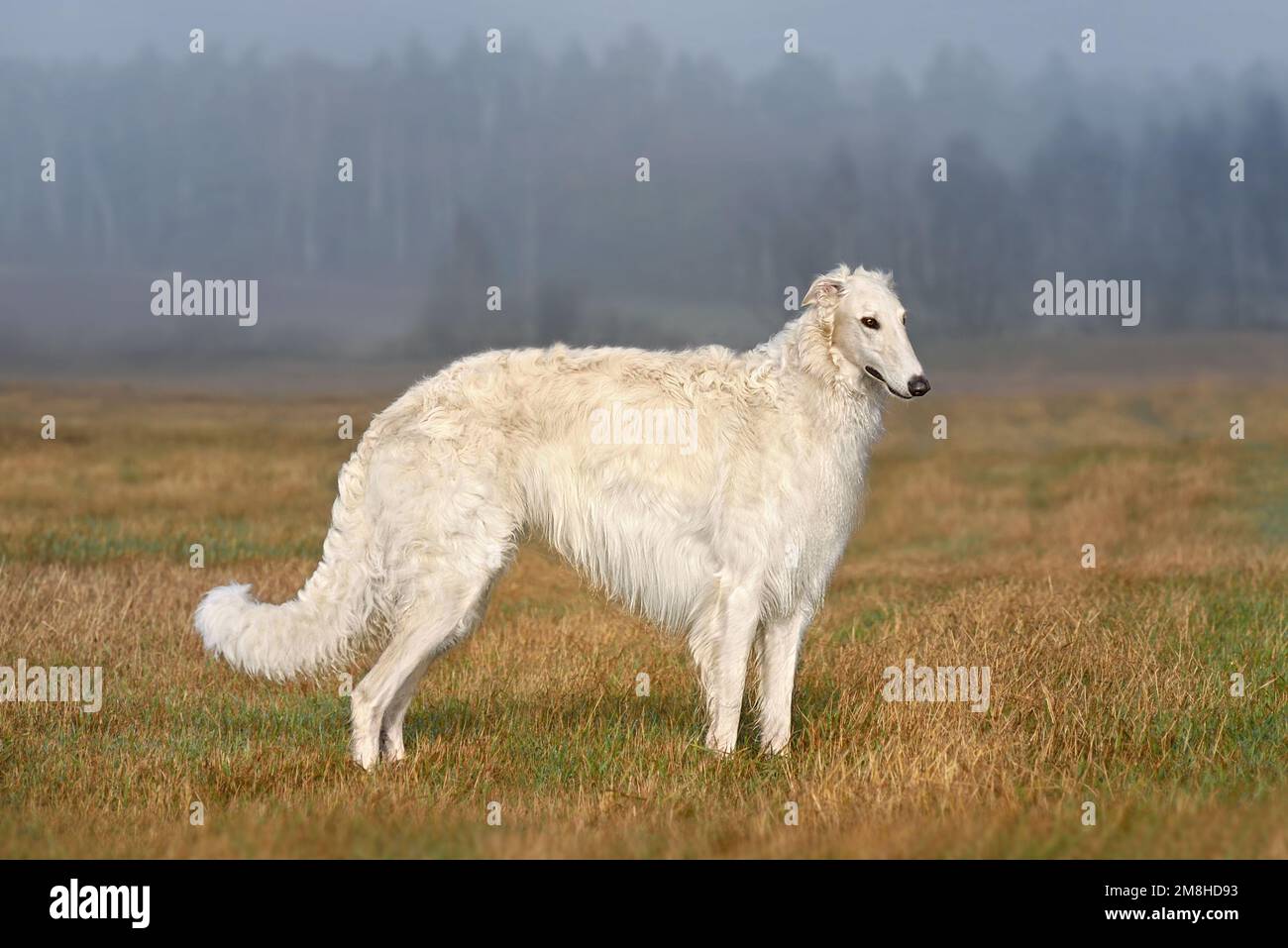 White russian borzoi dog standing on autumn field landscape in fog ...