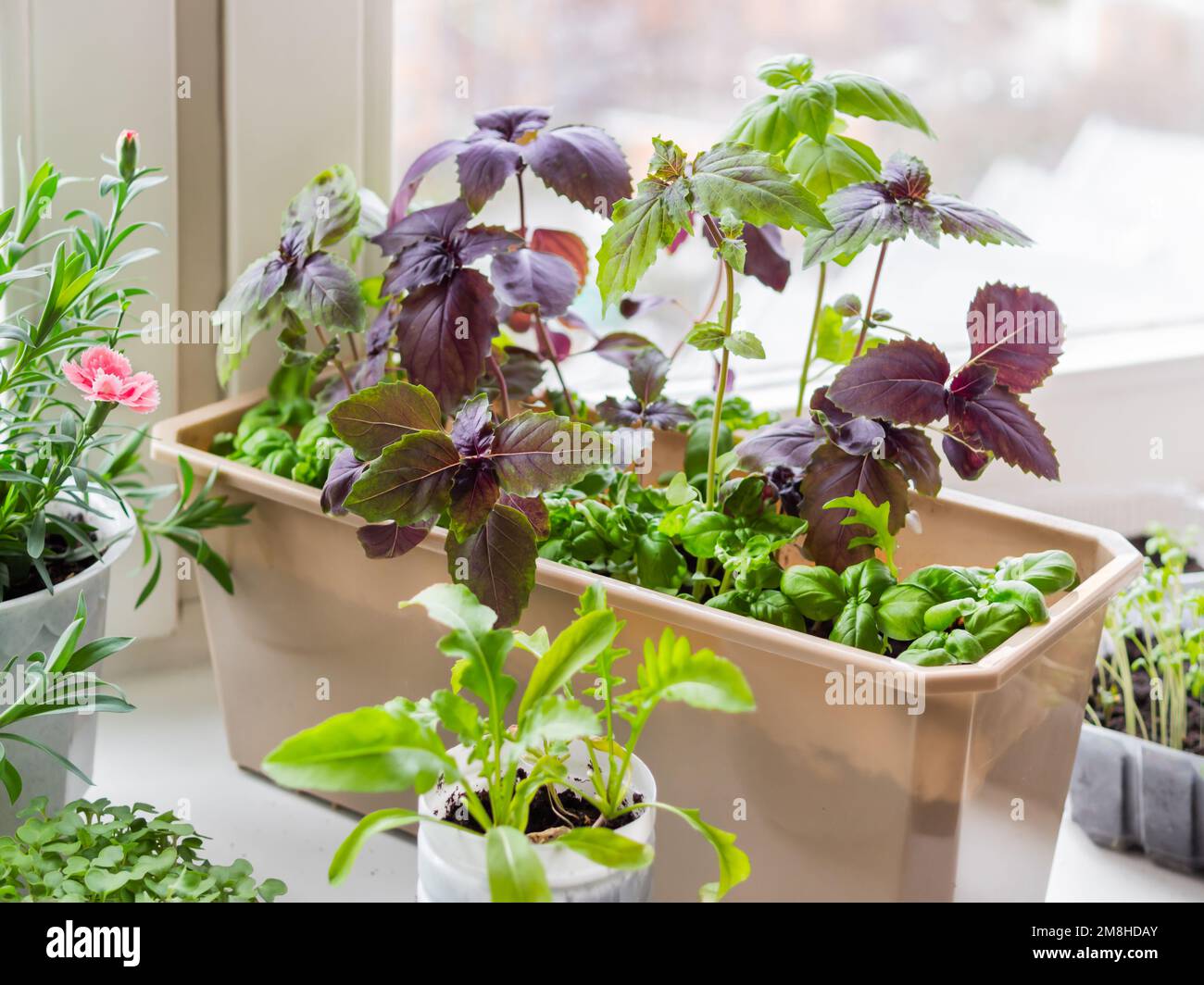 Plastic boxes with arugula and basil seedlings. Growing edible organic ...