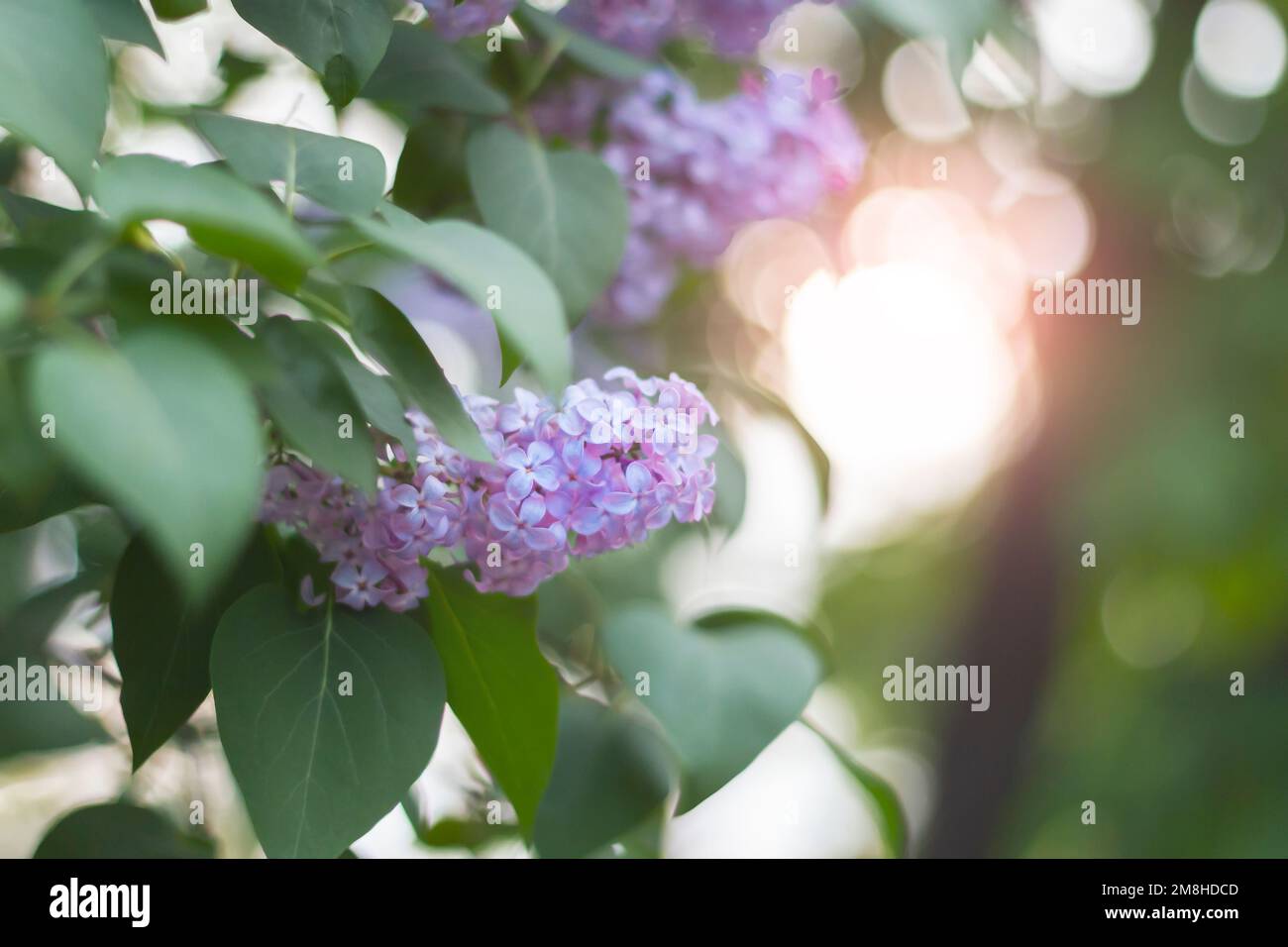 Blossoms spring shrub lilac hi-res stock photography and images - Alamy