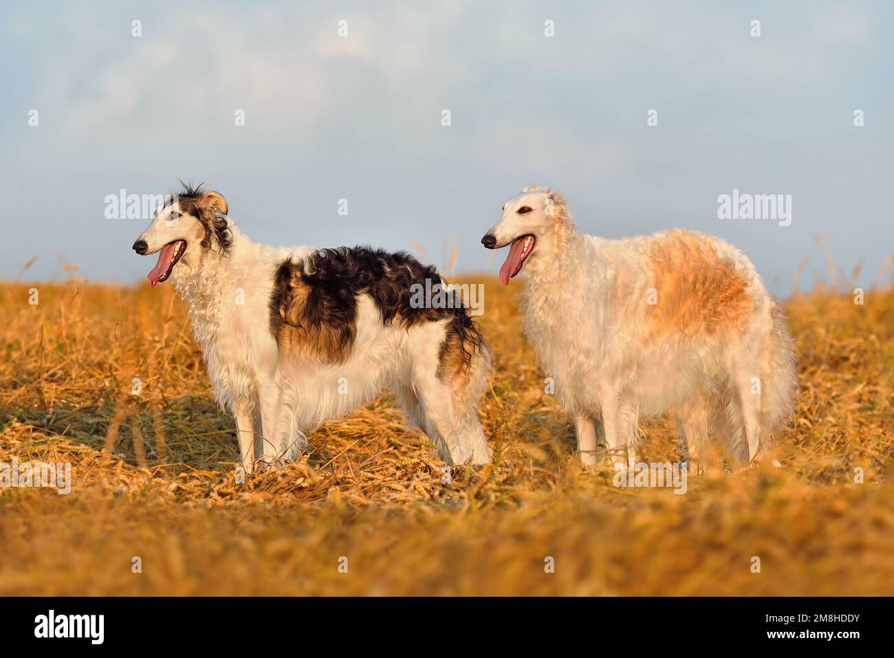Beautiful russian borzoi dogs standing on a yellow stubble background ...