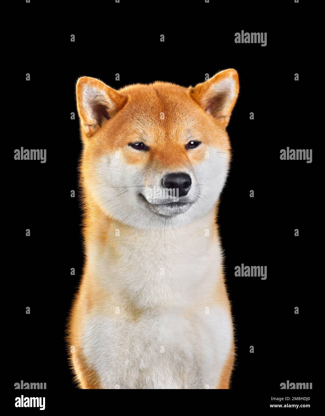 Cute Portrait of red Shiba Inu dog looking in camera isolated on black ...